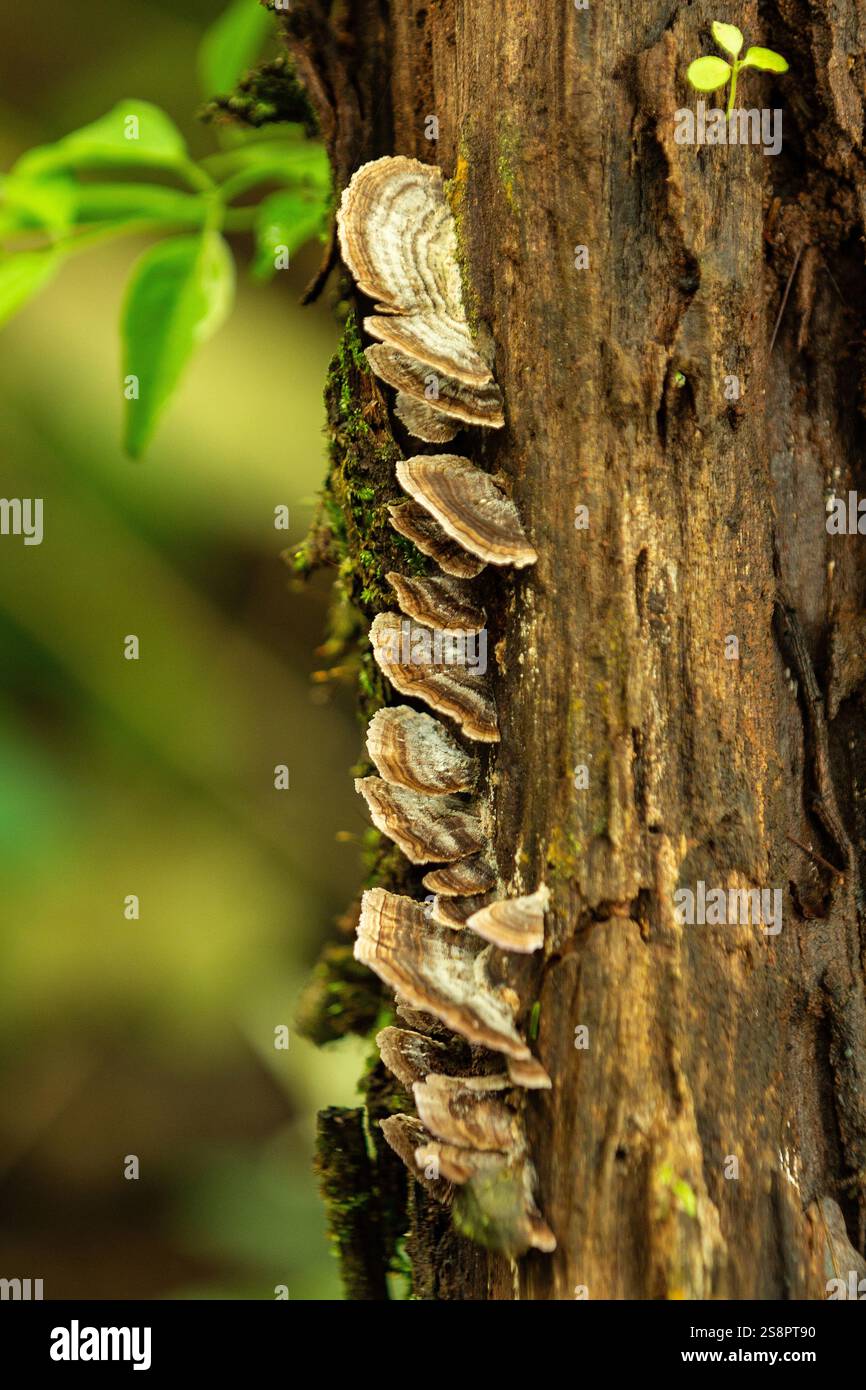 GOIANIA GOIAS BRAZIL - JANUARY 19 2025: Detail of the trunk of a tree ...