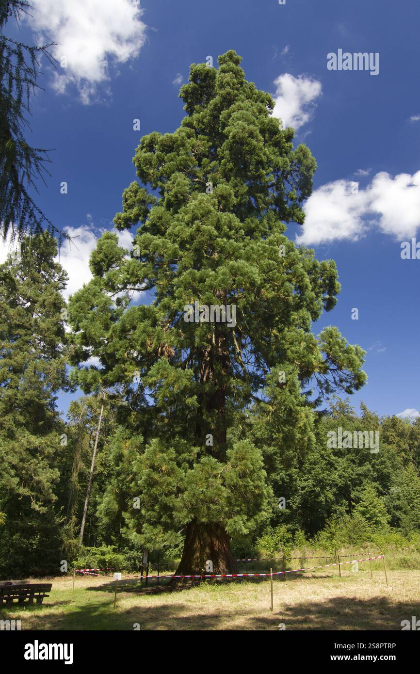 Germany, Hesse, Schotten, Eschenrod-Stausee-Tour, giant sequoia or ...