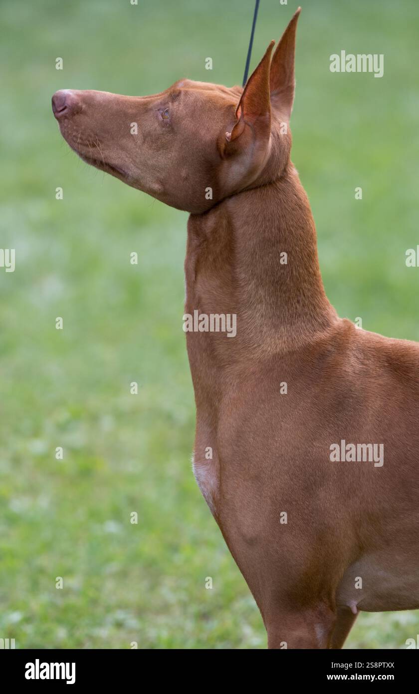 Pharaoh Hound standing regally during a conformation event Stock Photo ...