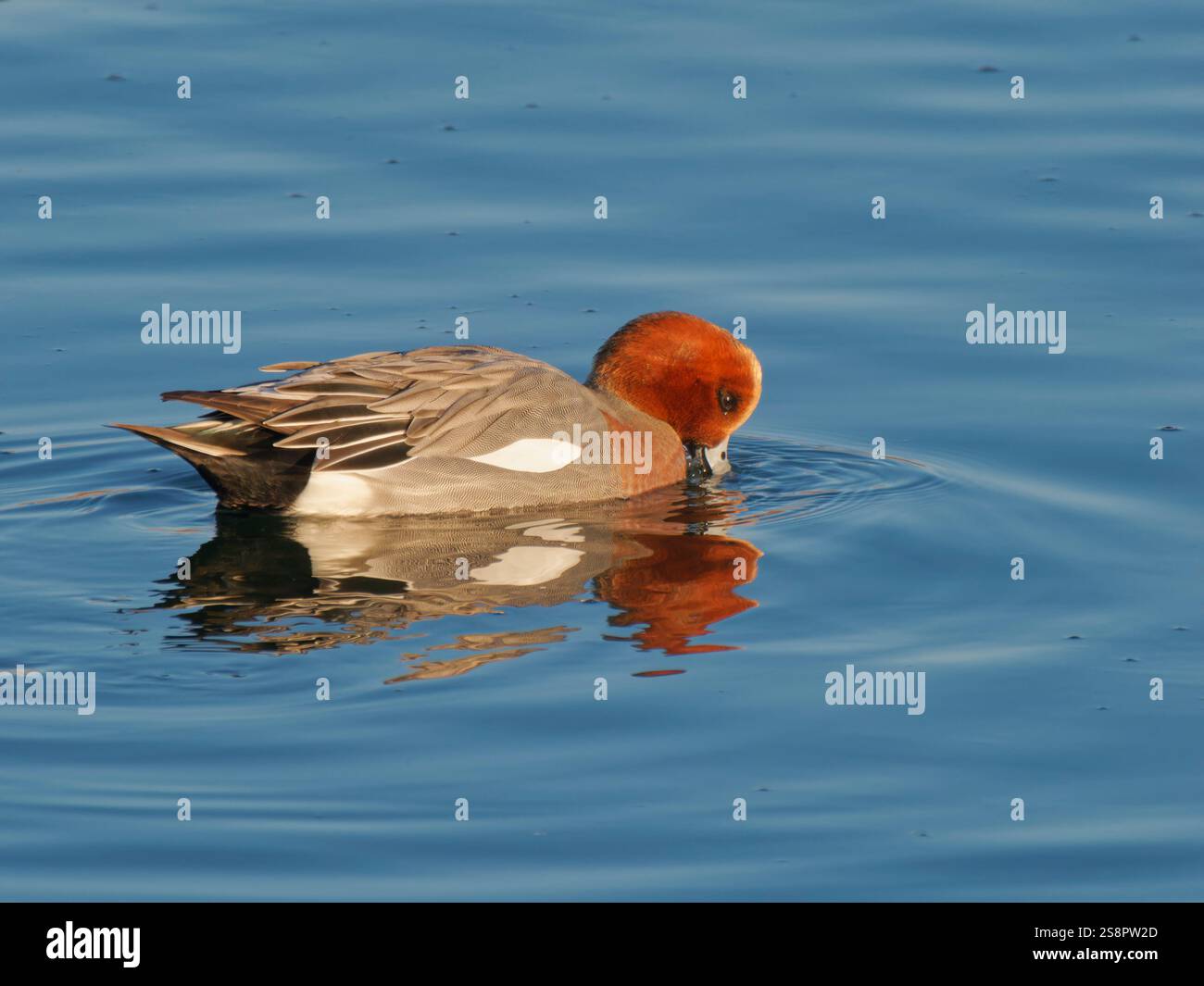 Wigeon drake Anas penelope Abberton Reservoir, Essex, UK BI043568 Stock ...