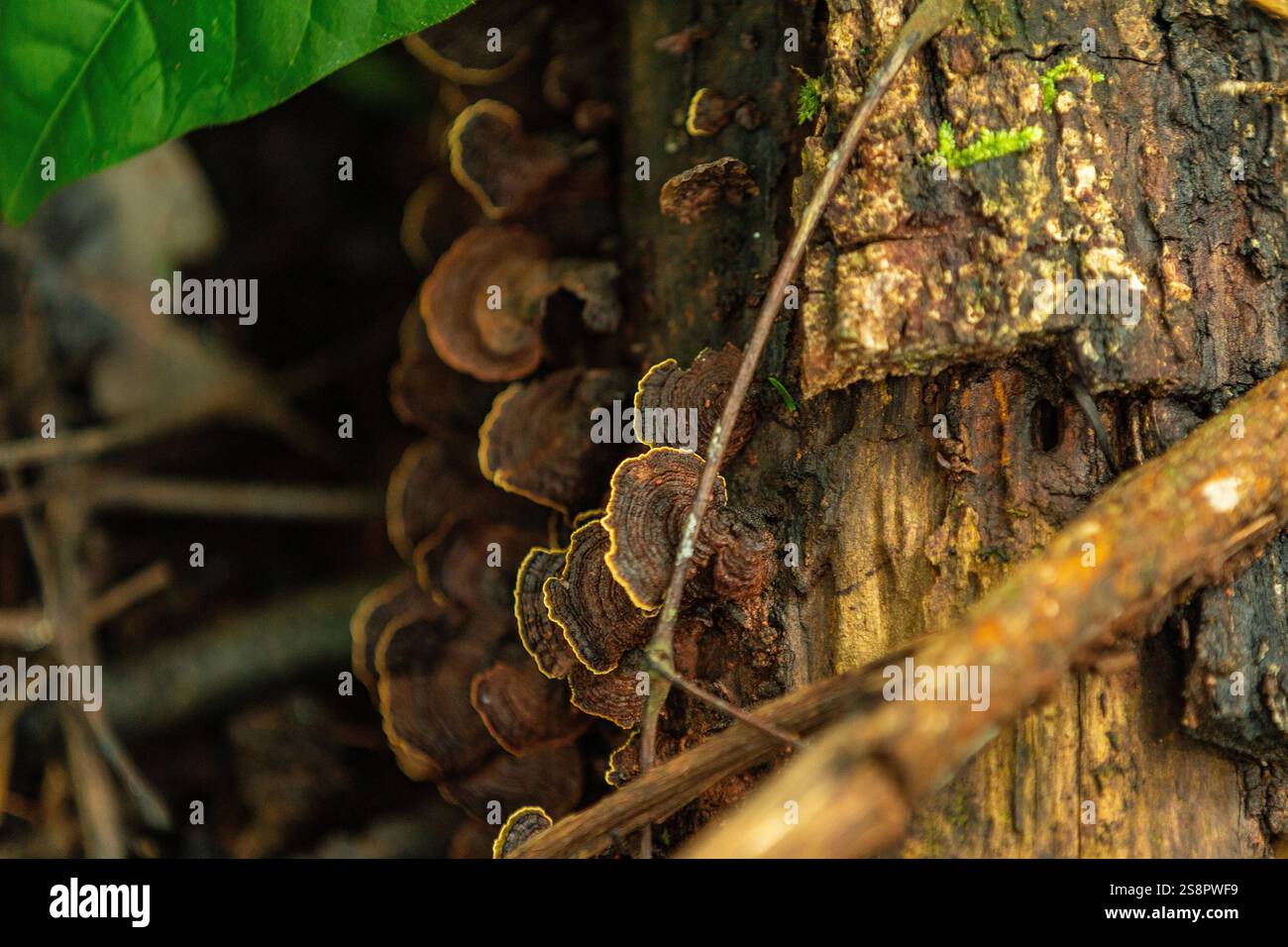 GOIANIA GOIAS BRAZIL - JANUARY 19 2025: Detail of the trunk of a tree ...
