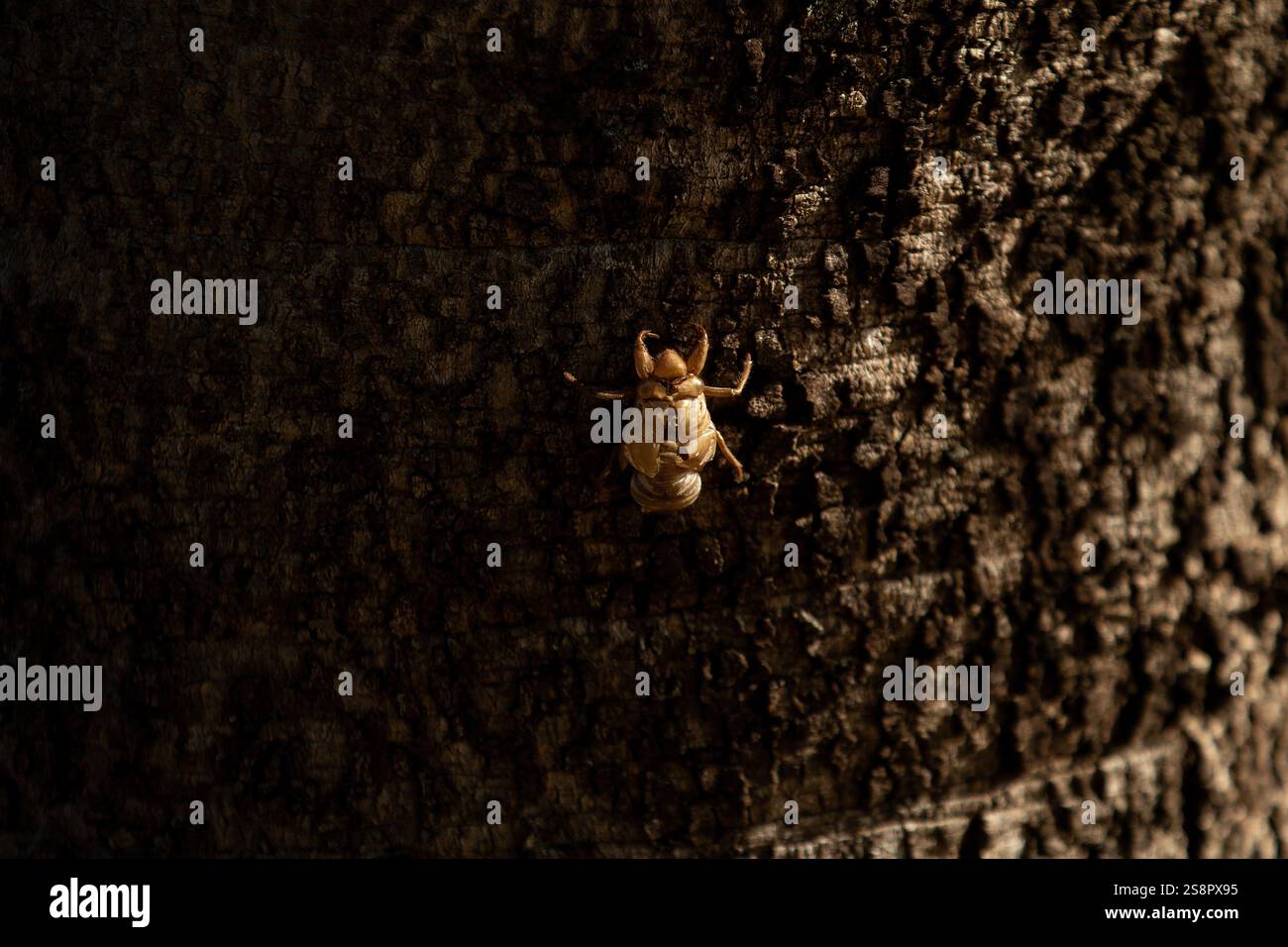 Detail of a cicada exuviae nailed to a tree trunk. Abandoned cicada ...