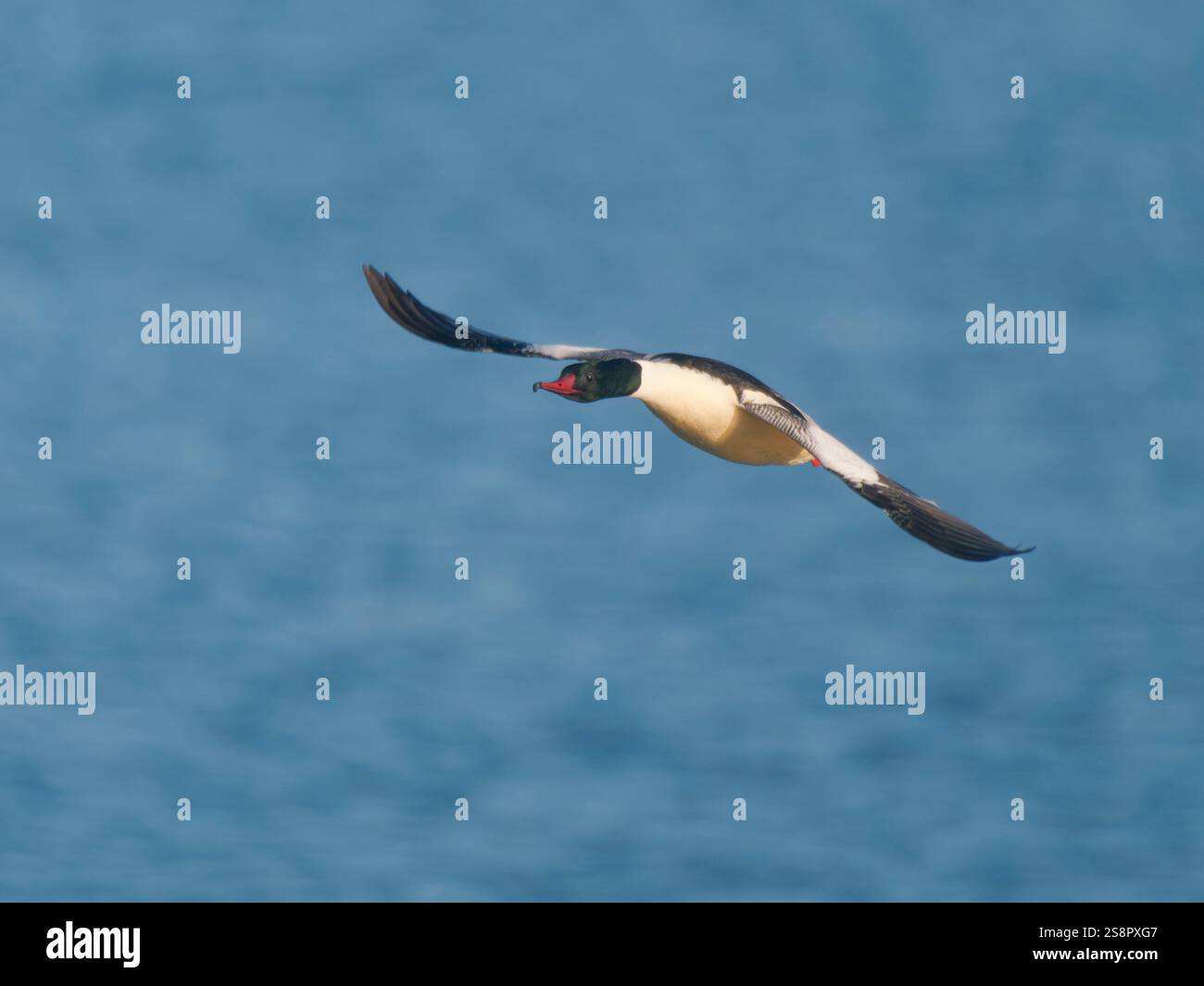 Goosander drake in flight Mergus merganser Abberton Reservoir,Essex,UK ...