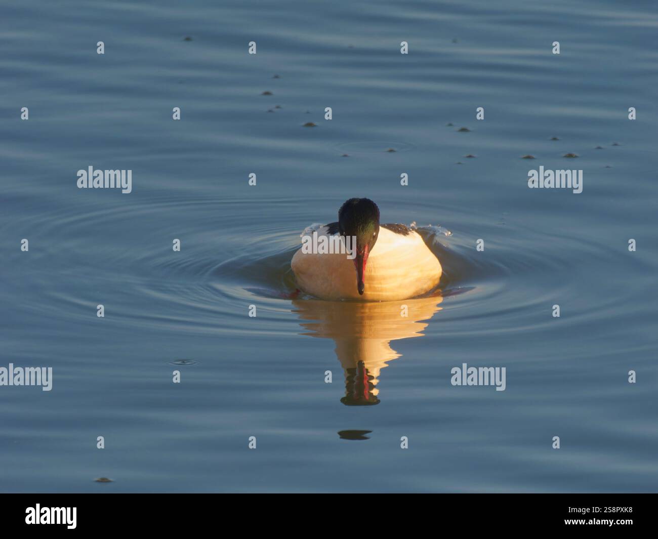 Goosander drake dive seq 01 Mergus merganser Abberton Reservoir,Essex ...