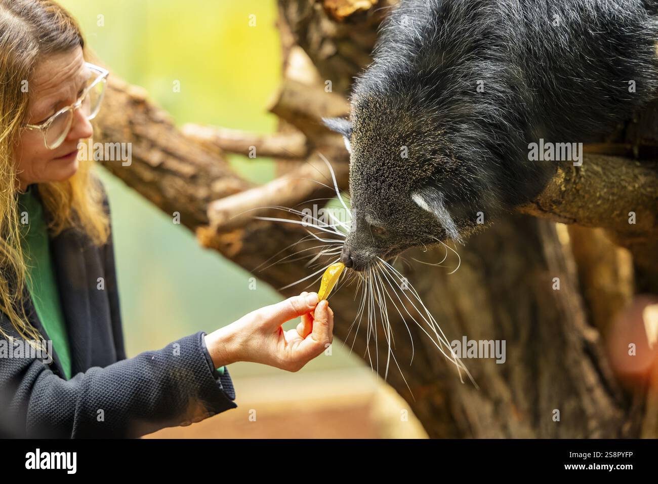Animal inventory at Dresden Zoo At the turn of the year, all of the zoo ...