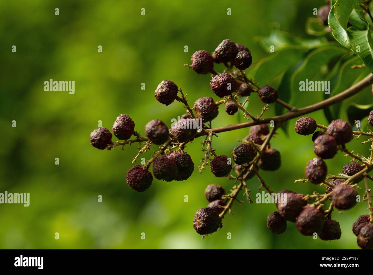 Goiania, Goias, Brazil – Janeiro 19, 2025: Detail of the fruits of ...