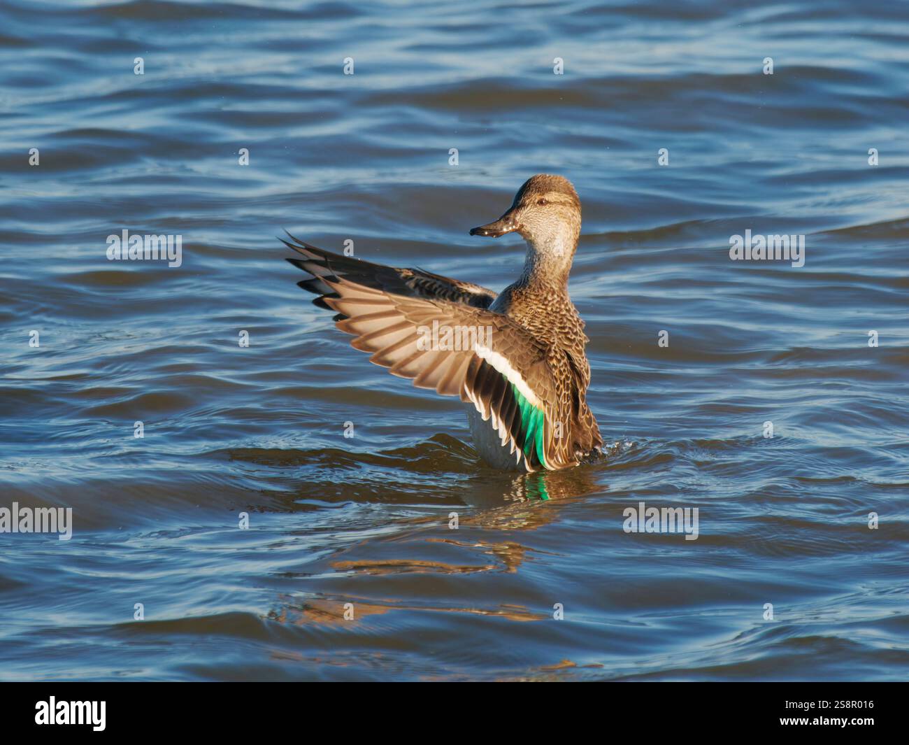 Eurasian Teal female flapping wings Anas crecca Abberton Reservoir ...