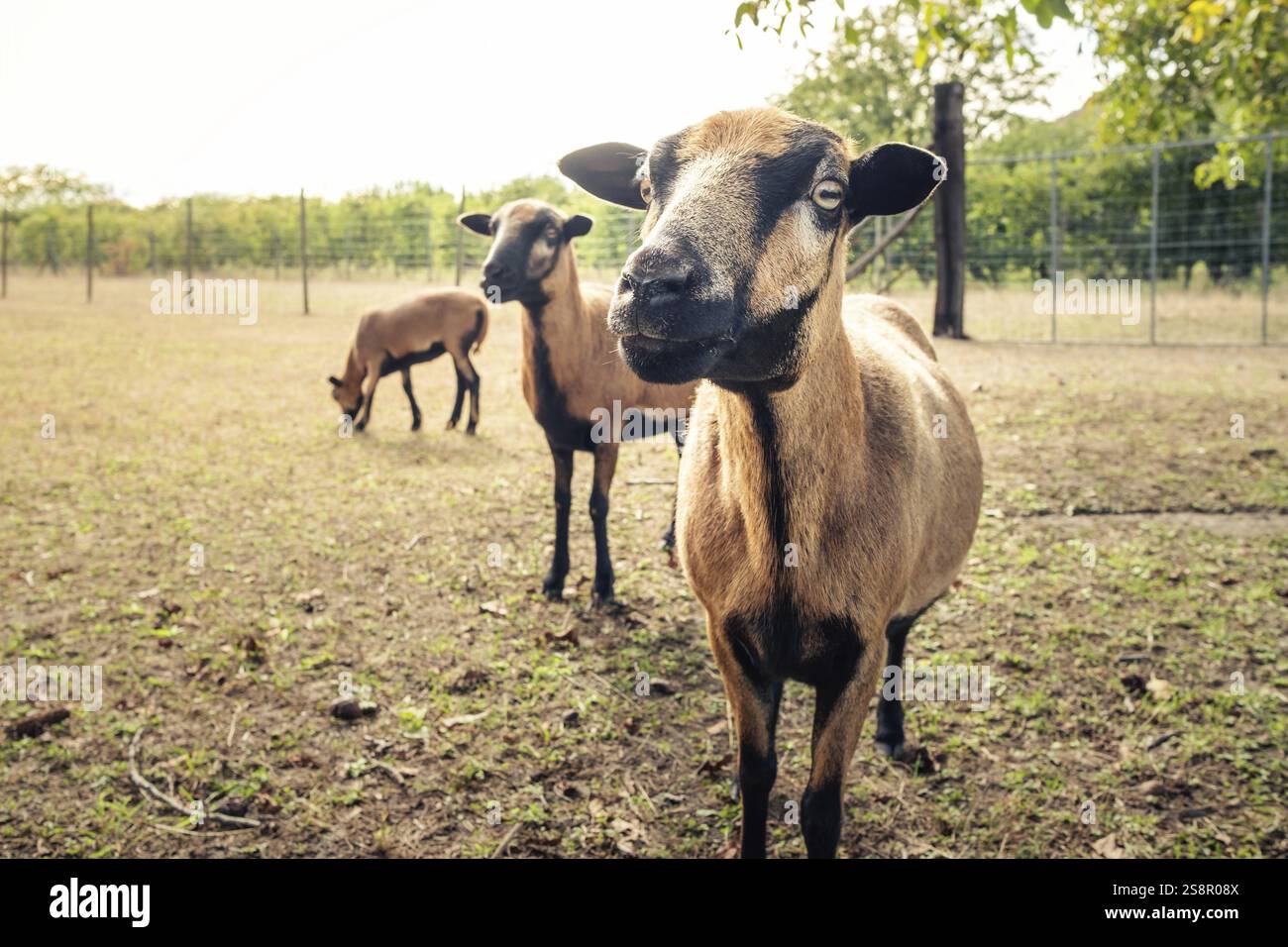 An image of some brown goats looking Stock Photo - Alamy