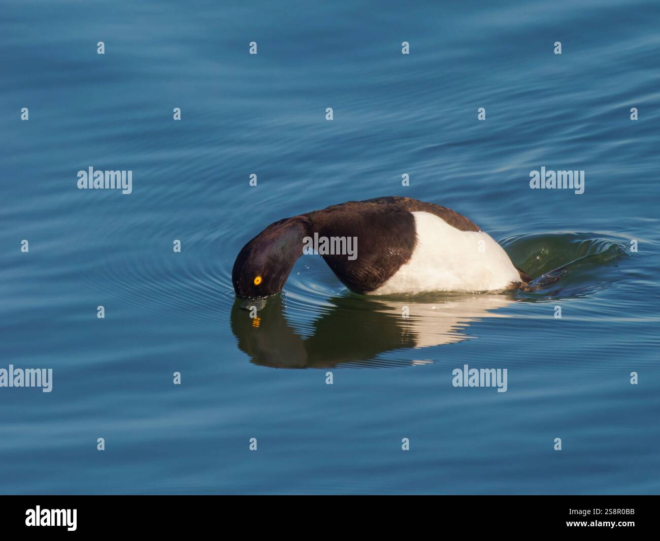 Tufted Duck drake diving Aythya fuligula Abberton Reservoir,Essex,UK ...