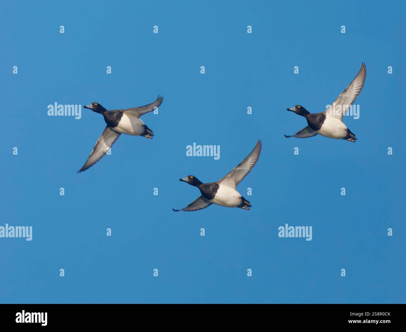 Tufted Duck drake in flight Aythya fuligula Abberton Reservoir,Essex,UK ...