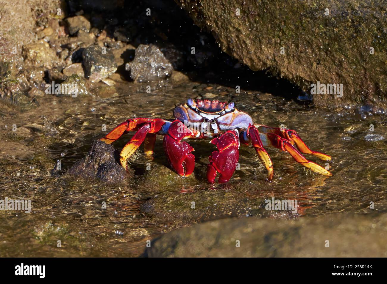Atlantic Red Rock Crab (Grapsus adscensionis) front view in rocky ...