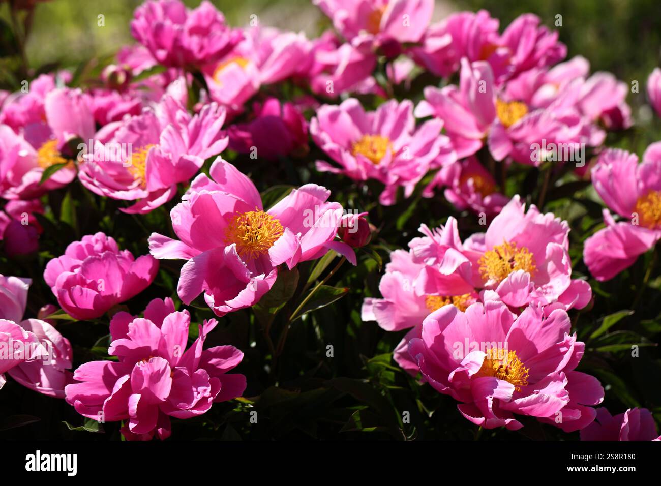 Red Chinese tree peonies, Paeonia suffruticosa, in a garden in a sunny ...