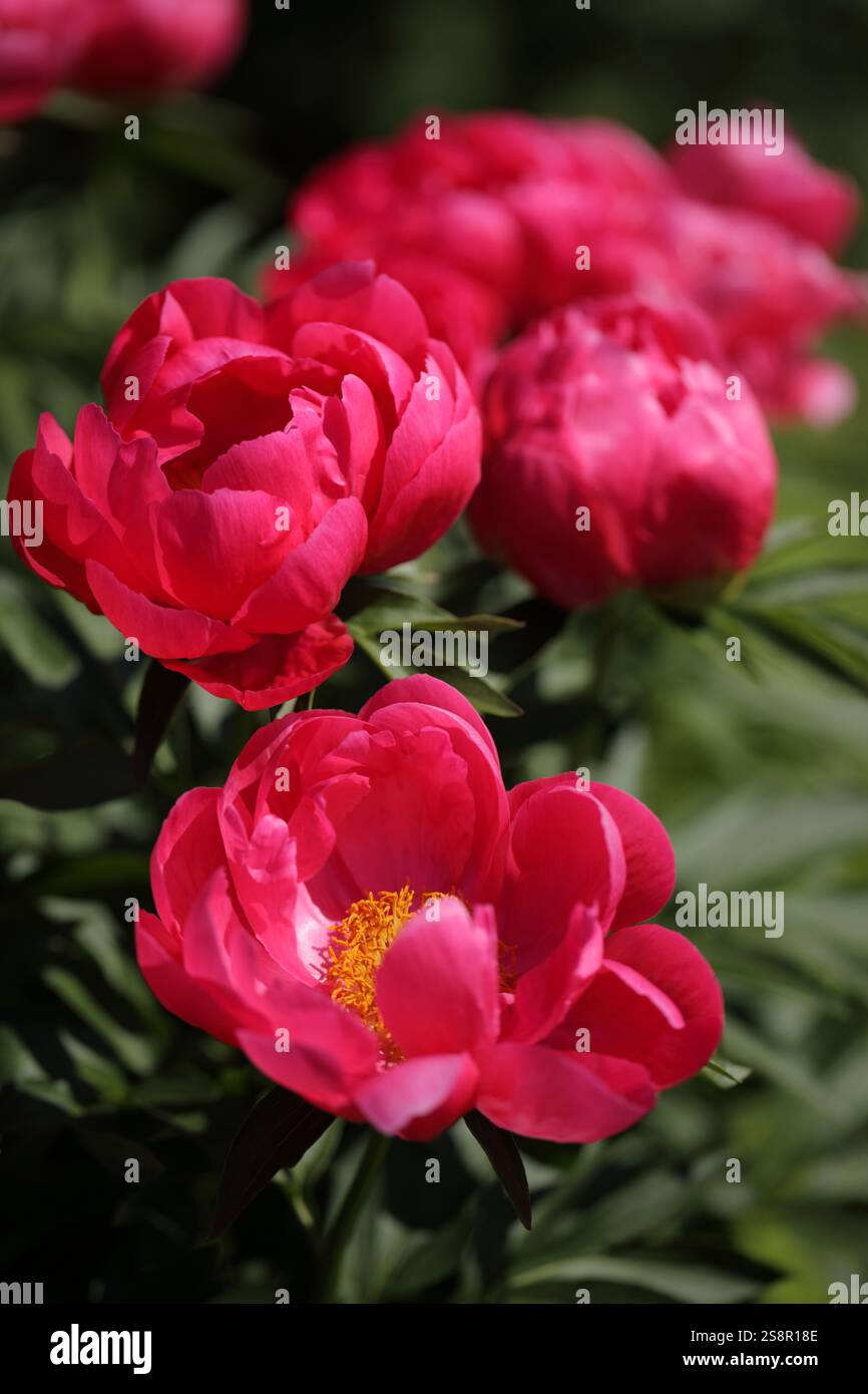 Red Chinese tree peonies, Paeonia suffruticosa, in a garden in a sunny ...