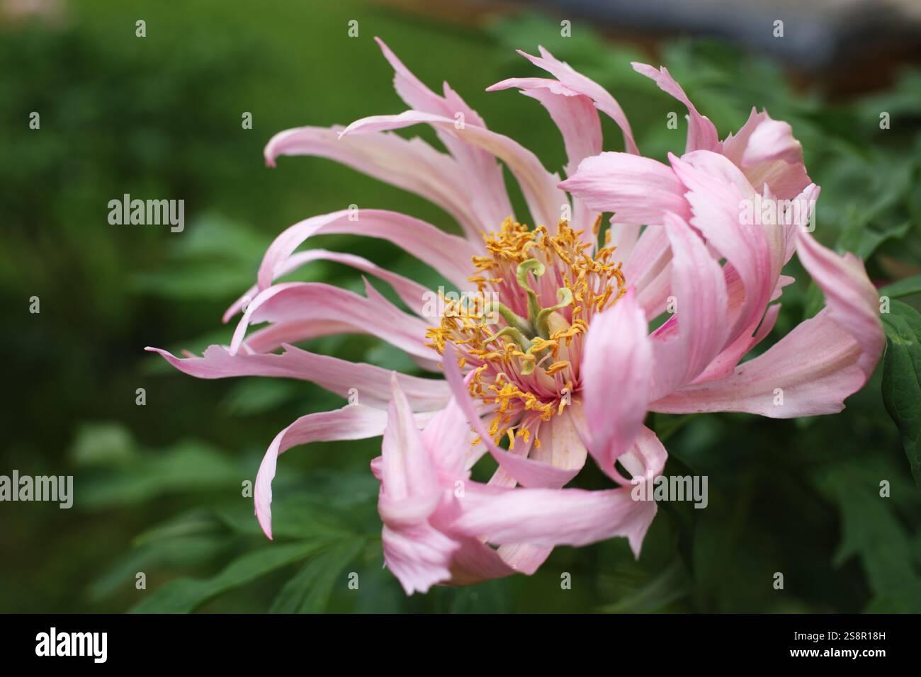 Pink Chinese tree peonies, Paeonia suffruticosa, with unusual form of ...