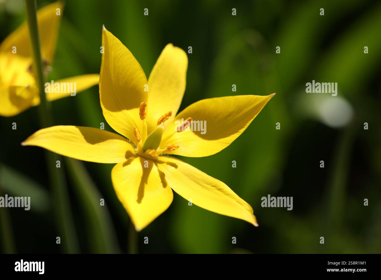 Flowers of wild tulip, or woodland tulip, Tulipa sylvestris, in a ...