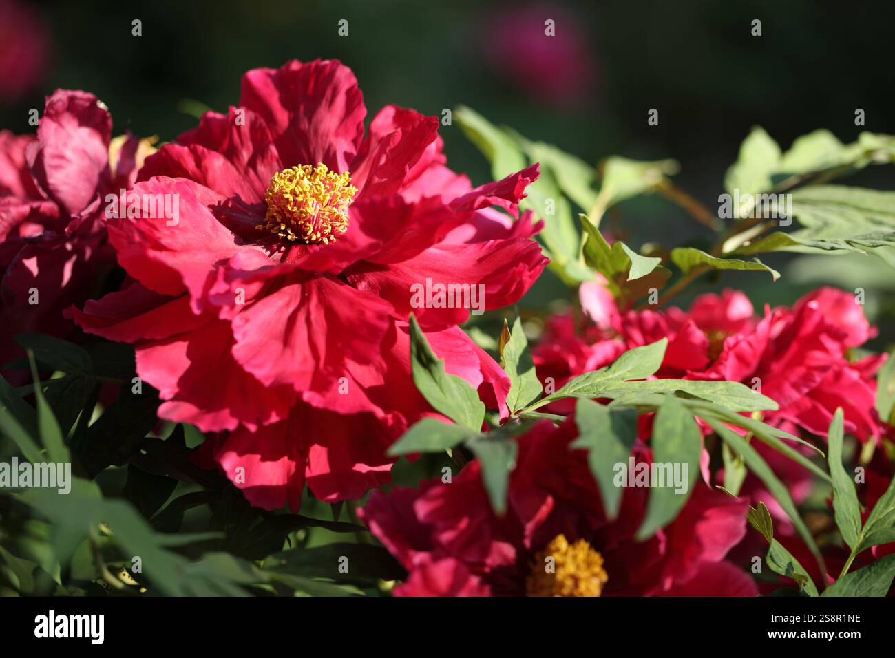 Red Chinese tree peonies, Paeonia suffruticosa, in a garden in a sunny ...