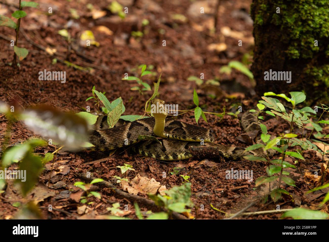 Goiania, Goias, Brazil – Janeiro 19, 2025: A snake coiled on the ground ...