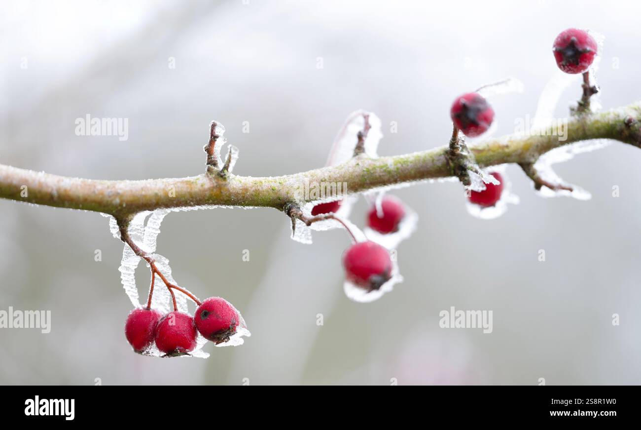 ice covered red berries of hawthorn outside on branches of shrub in winter Stock Photo - Alamy