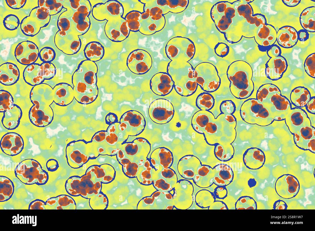 Bacterial cell hi-res stock photography and images - Alamy