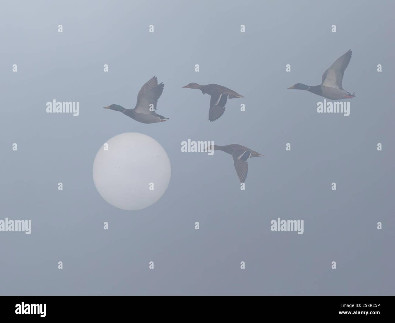 Mallard flying mist hi-res stock photography and images - Alamy