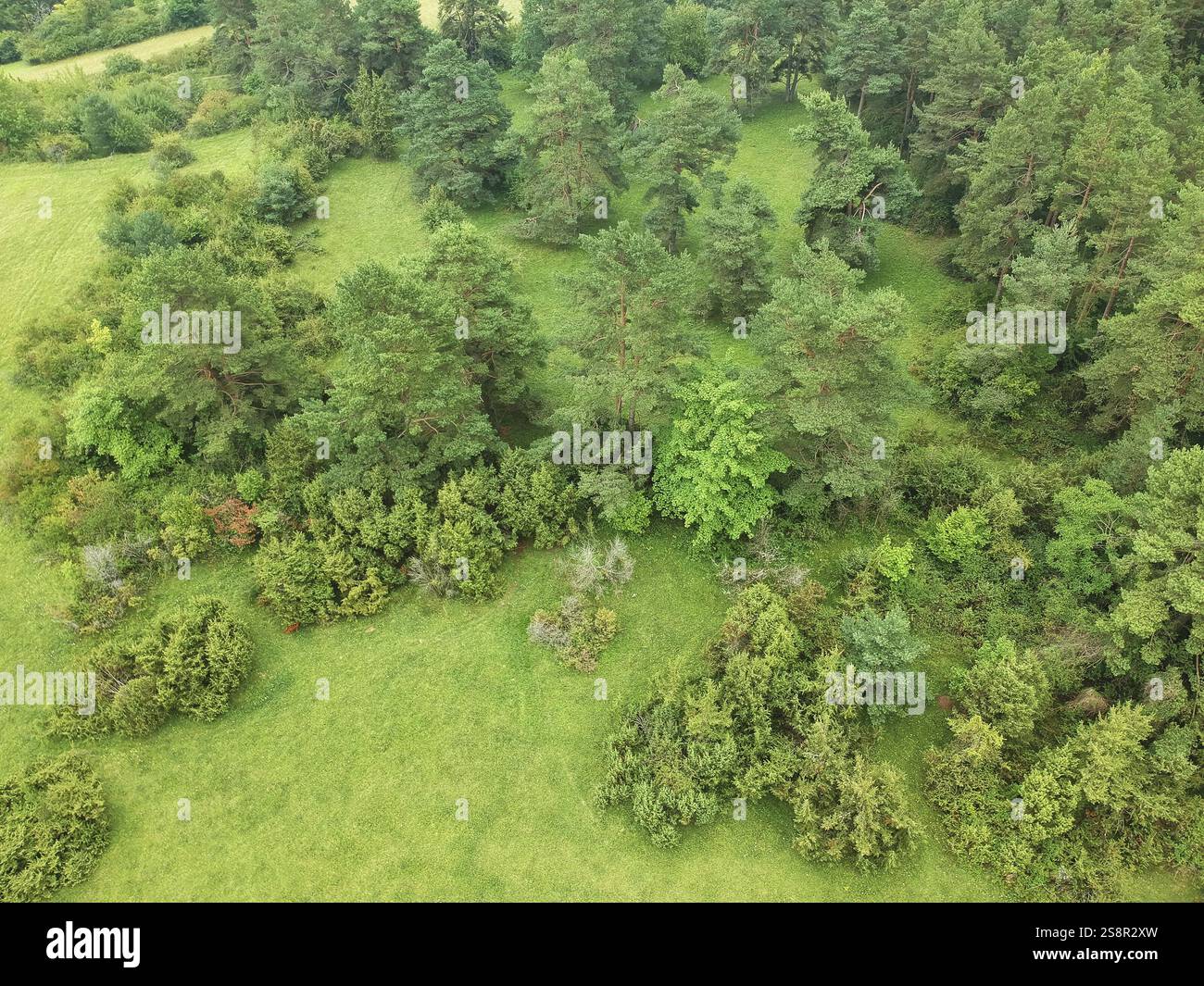 An image of an aerial view trees Stock Photo - Alamy