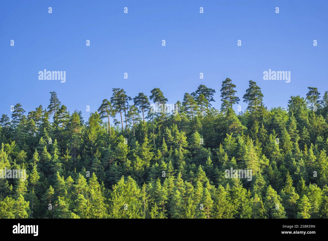 An image of a typical forest with space for your content Stock Photo ...