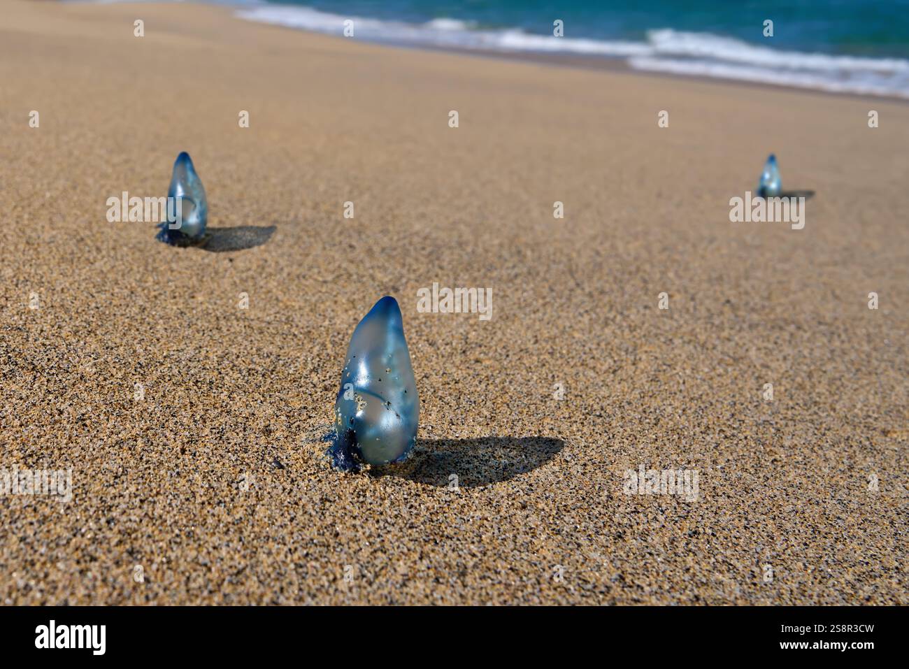 Portuguese man o' war (Physalia physalis) in the sand on a lonely beach ...