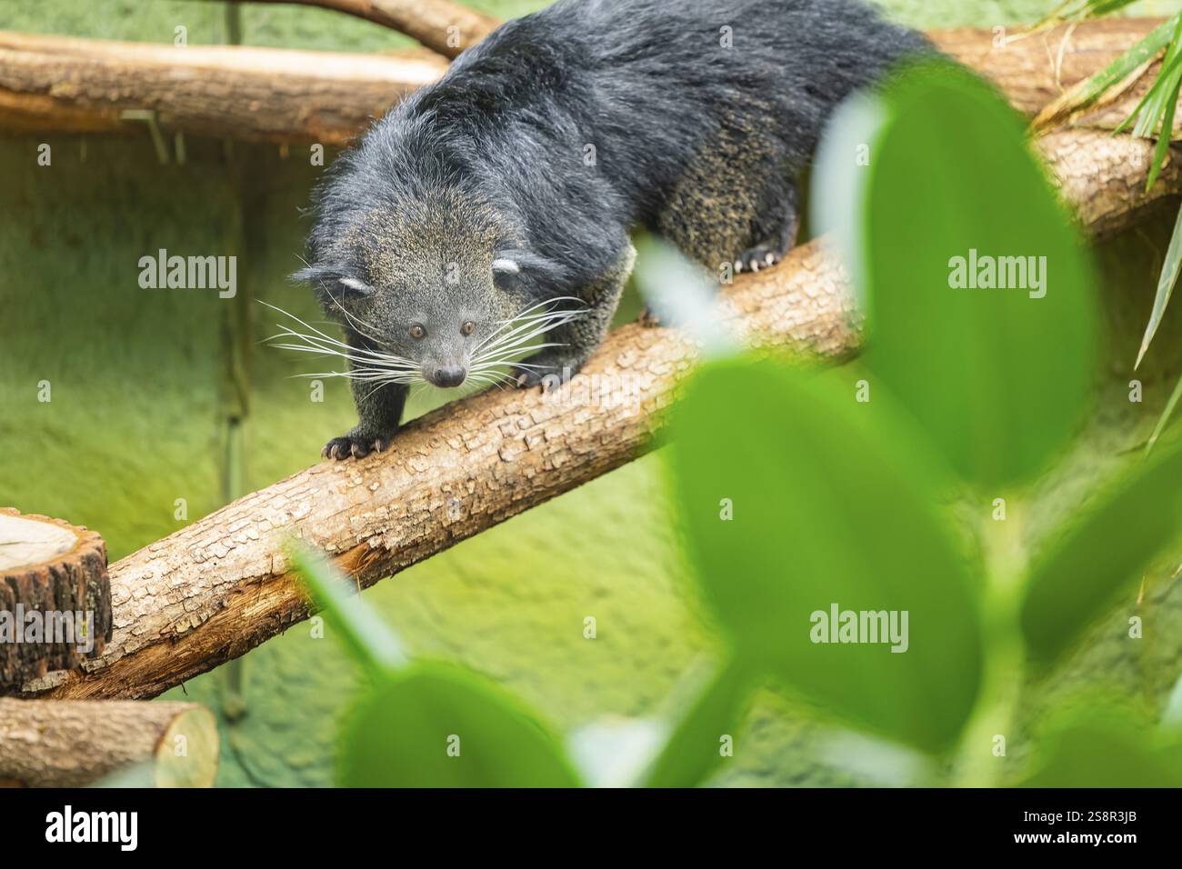 Animal inventory at Dresden Zoo At the turn of the year, the zoo takes ...