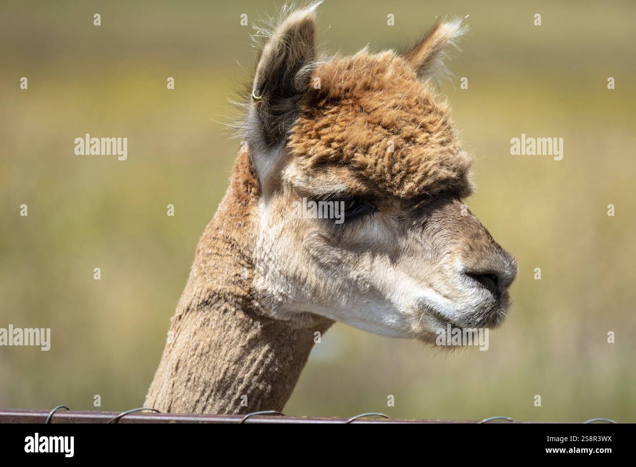 An image of an Alpaca animal in New Zealand Stock Photo - Alamy