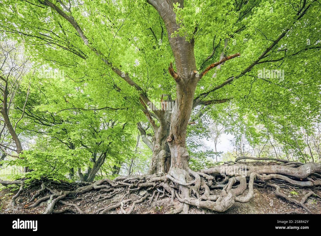 An image of a beautiful spring leaf scenery Stock Photo - Alamy