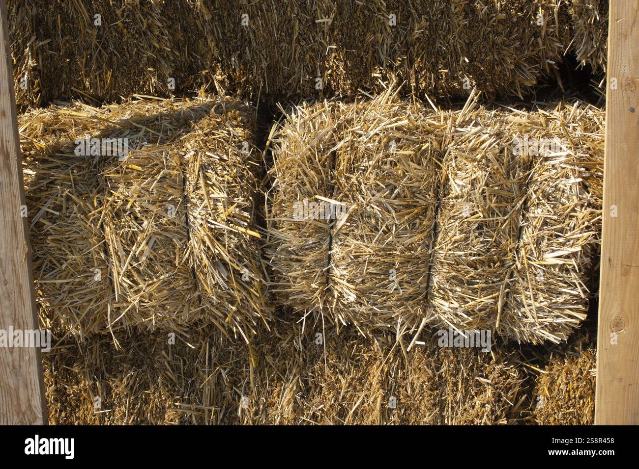 Harvesting in agriculture bales of hay are stacked in large stacks ...
