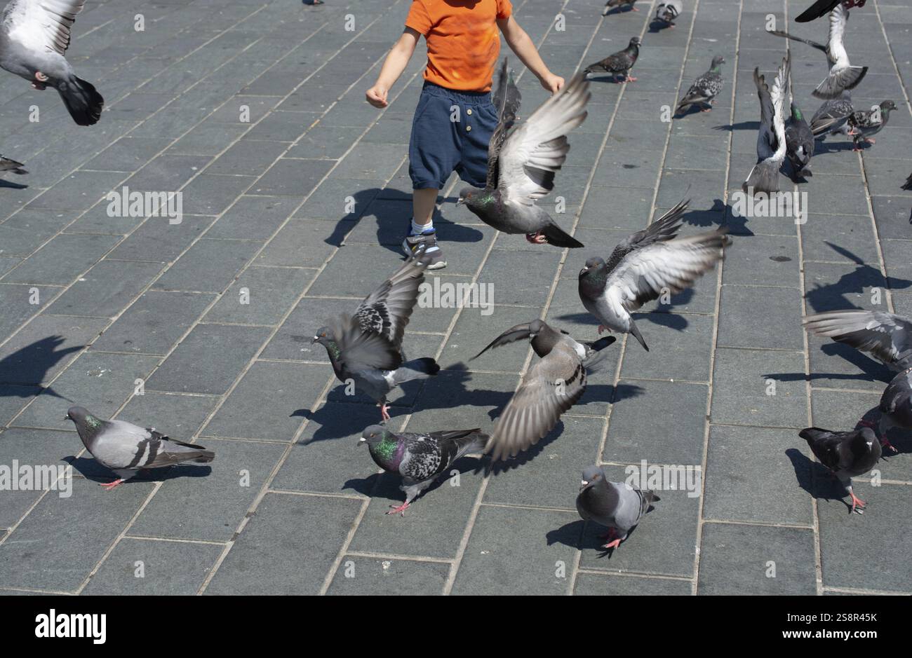 Child running after pigeons. and playing with pigeons birds in city ...
