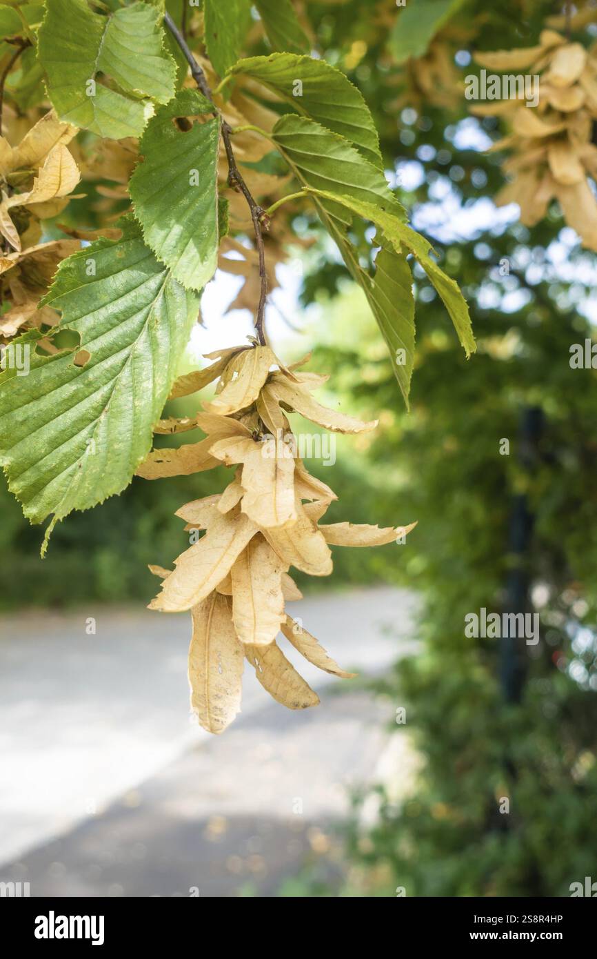 An image of some typical seeds of a hornbeam tree Stock Photo - Alamy