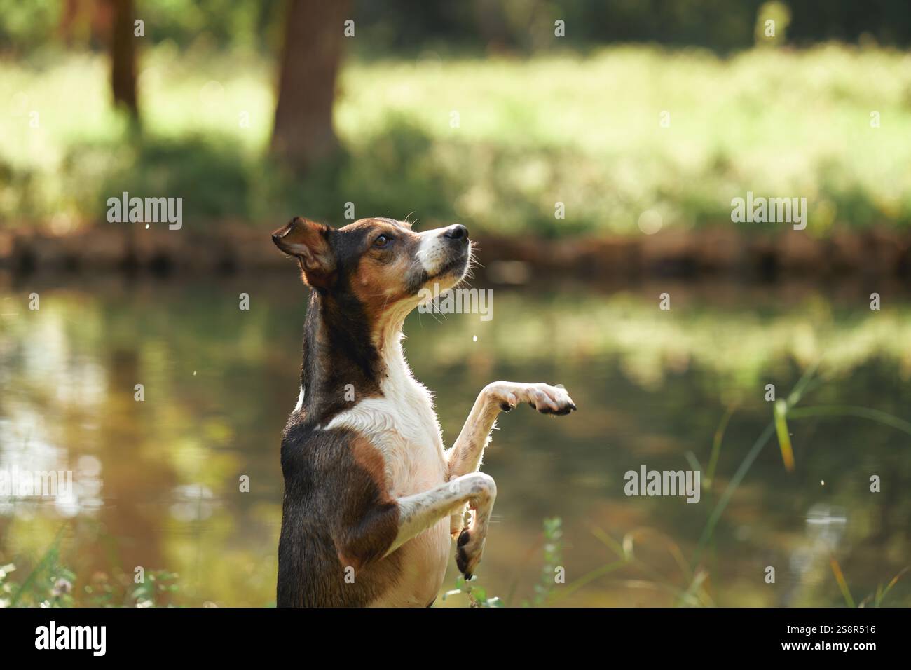 Upright posture highlights hi-res stock photography and images - Alamy