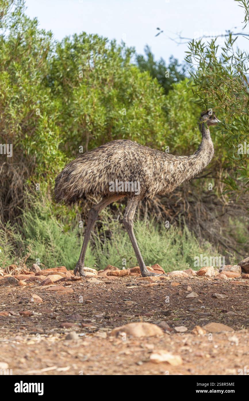 Emu bird wildlife australia hi-res stock photography and images - Alamy