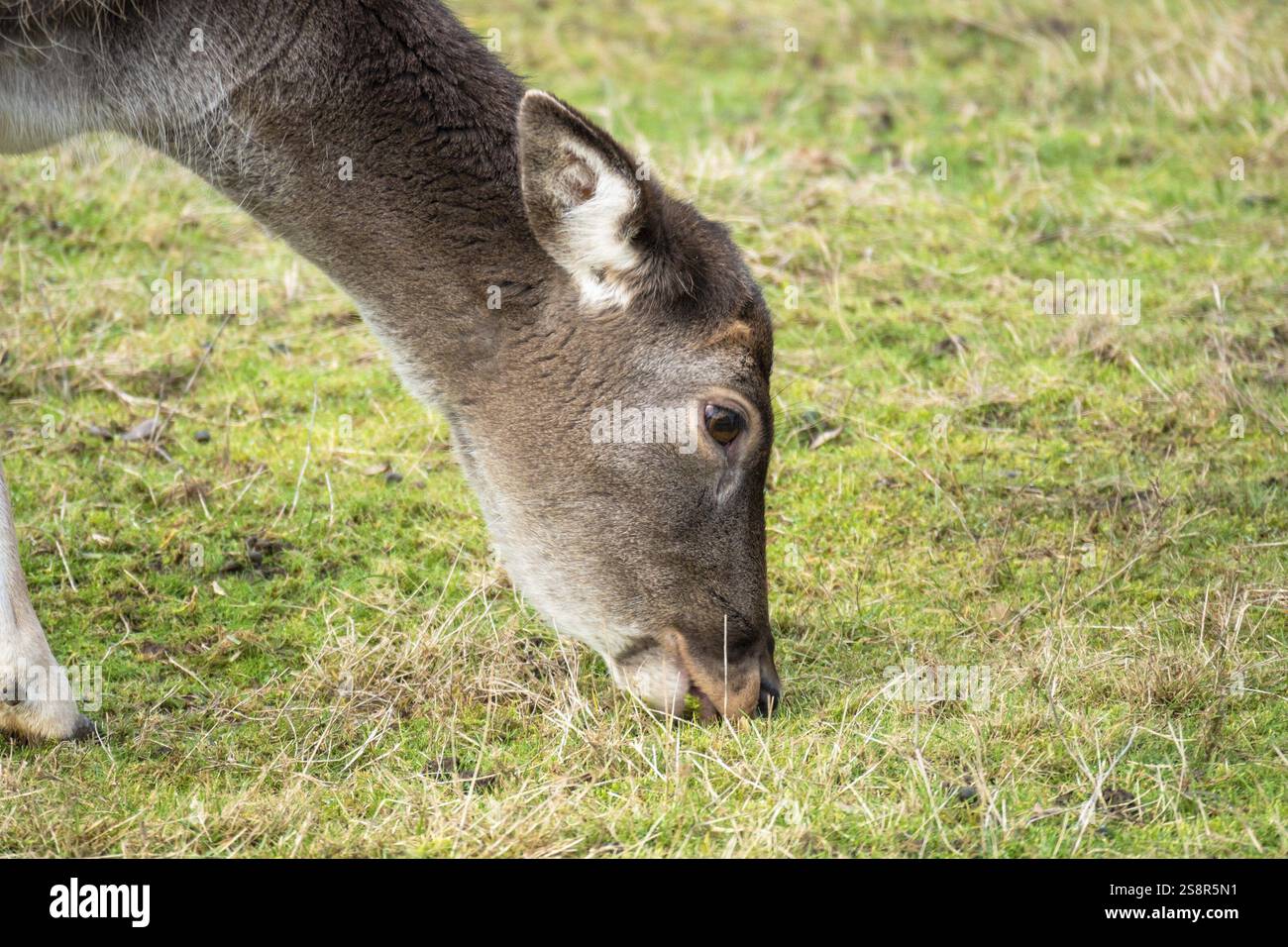 An image of a eating deer in the meadow Stock Photo - Alamy