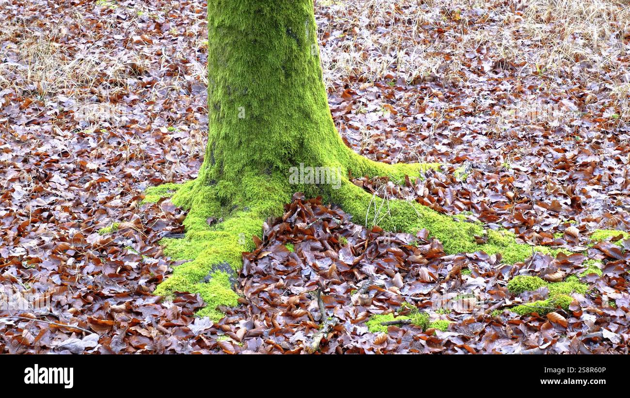 Tree trunks overgrown moss hi-res stock photography and images - Alamy