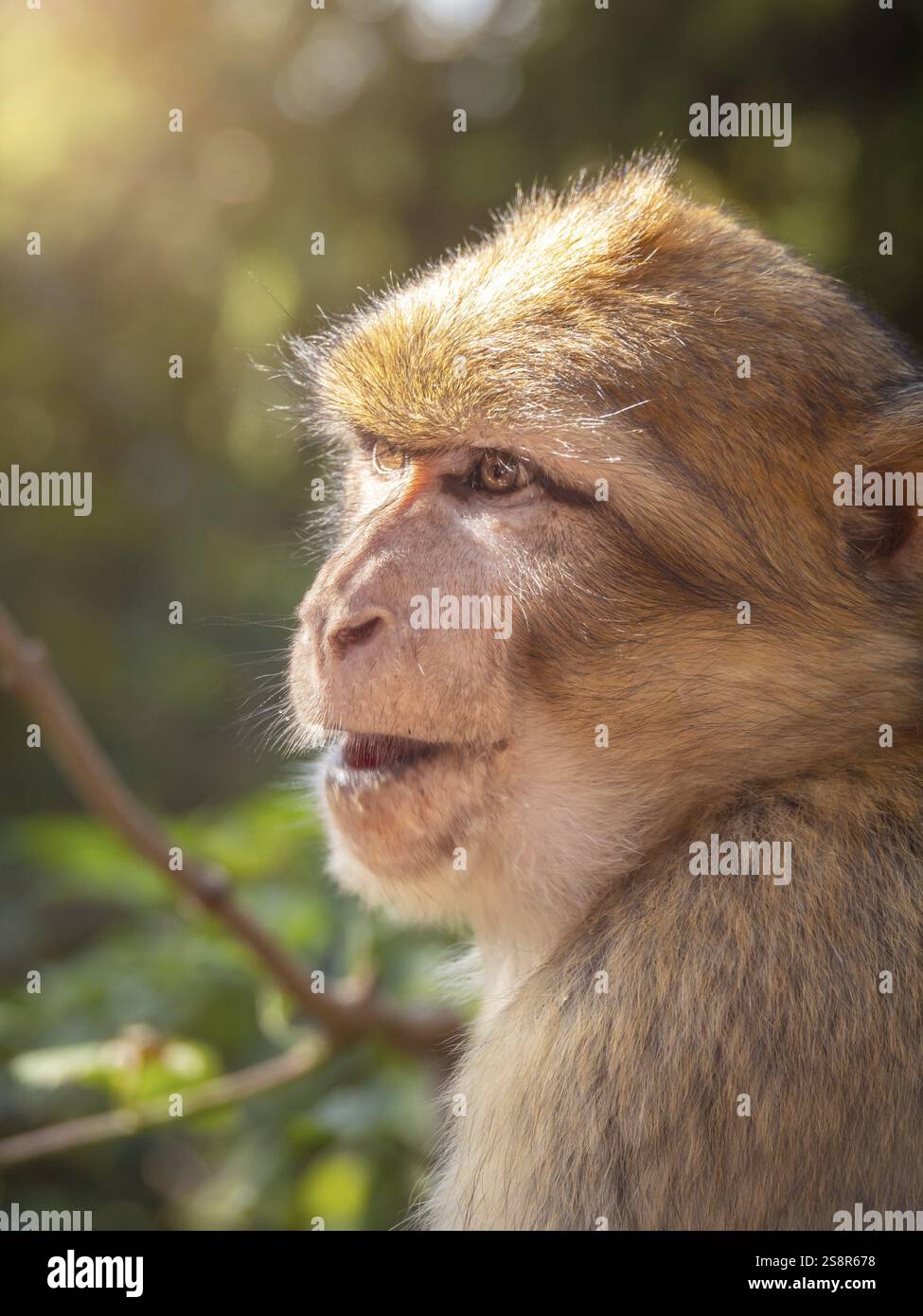 An image of a Barbary macaque in the forest Stock Photo - Alamy