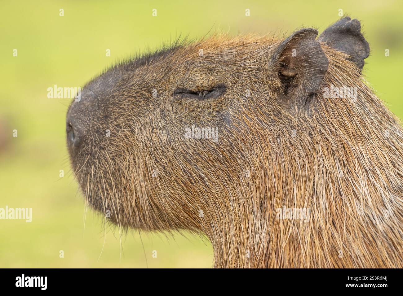 Capybara or capybara (Hydrochoerus hydrochaeris), animal portrait ...