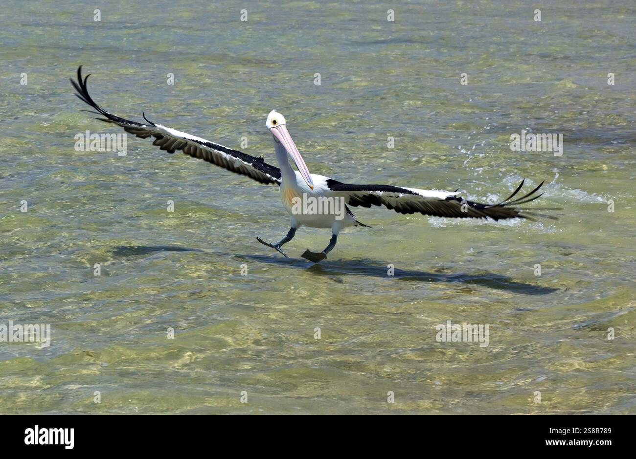 An image of a nice pelican in action Stock Photo - Alamy