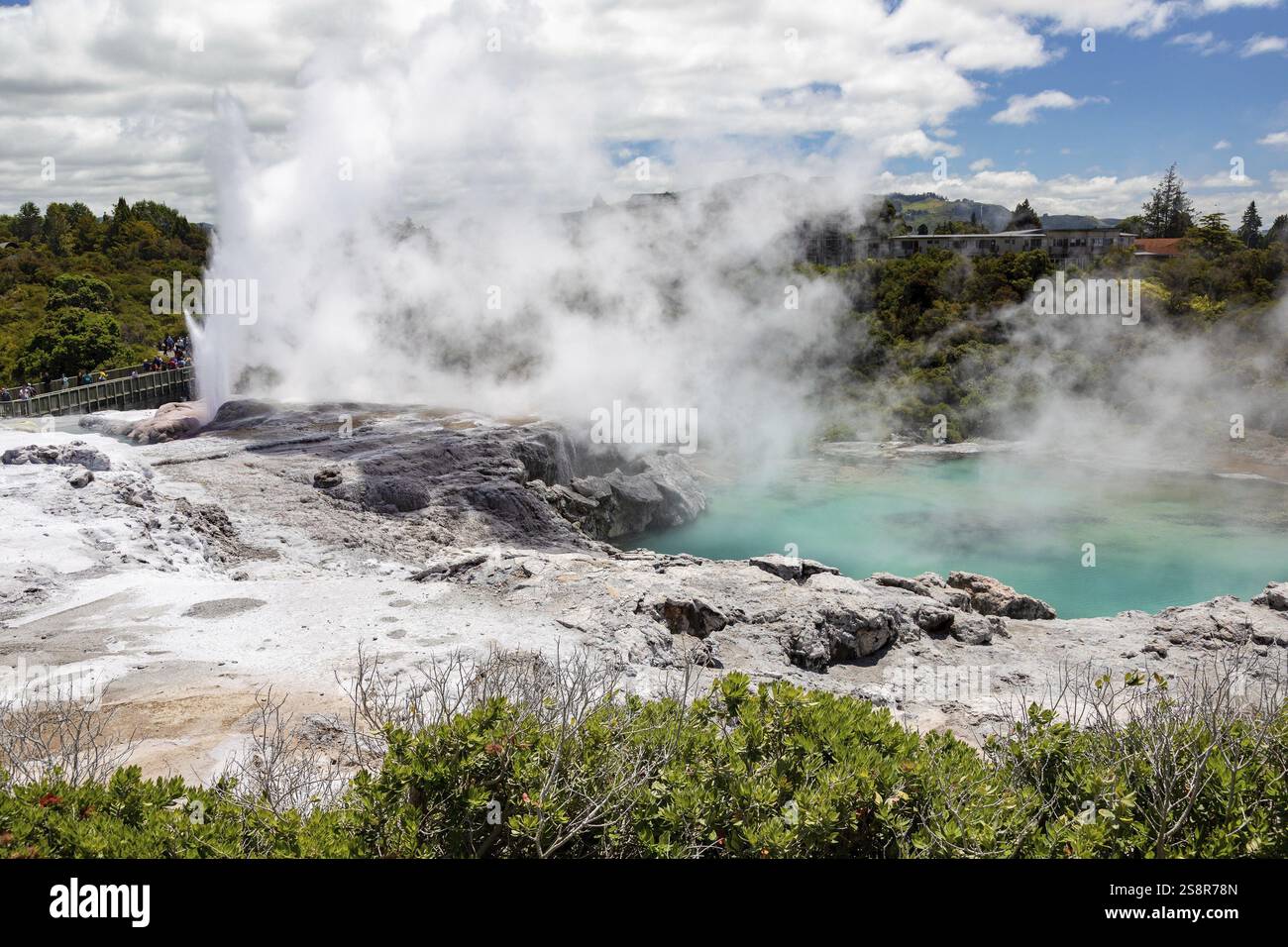 An image of a Geyser in New Zealand Rotorua Stock Photo - Alamy