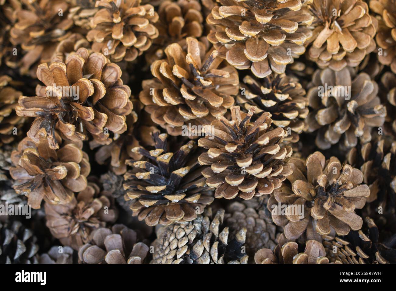 Plenty of Pine cones as a nature background Stock Photo - Alamy