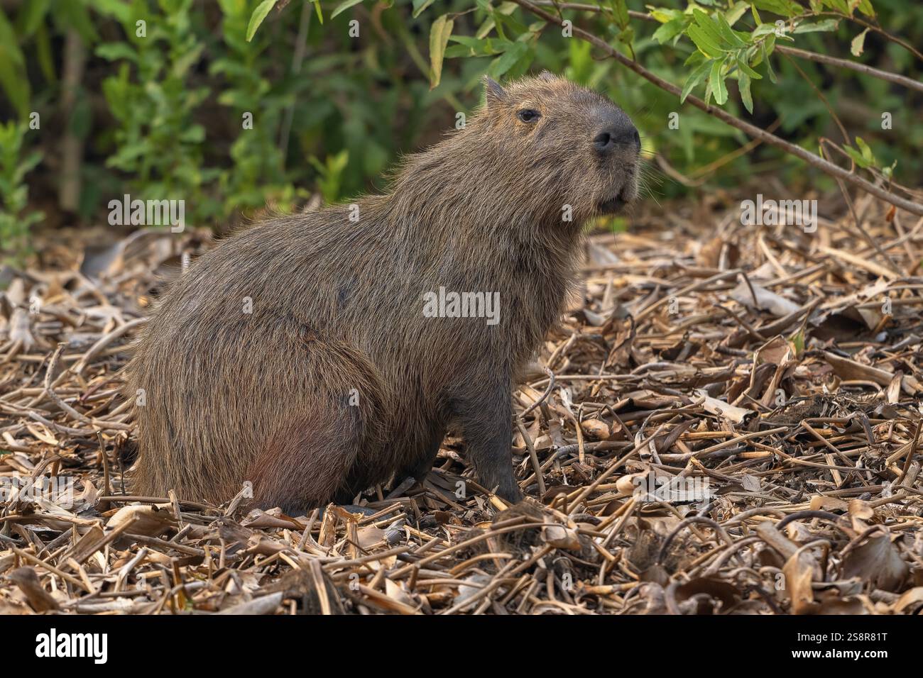 Capybara or capybara (Hydrochoerus hydrochaeris), Pantanal, inland ...