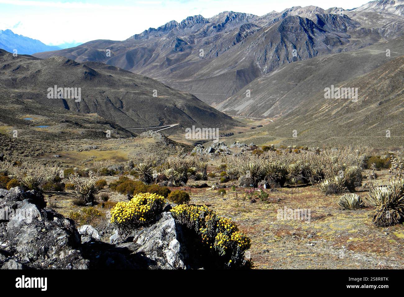 Venezuela. Merida. Andes eagles Stock Photo - Alamy