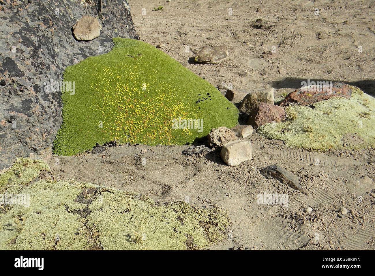 Azorella hi-res stock photography and images - Alamy
