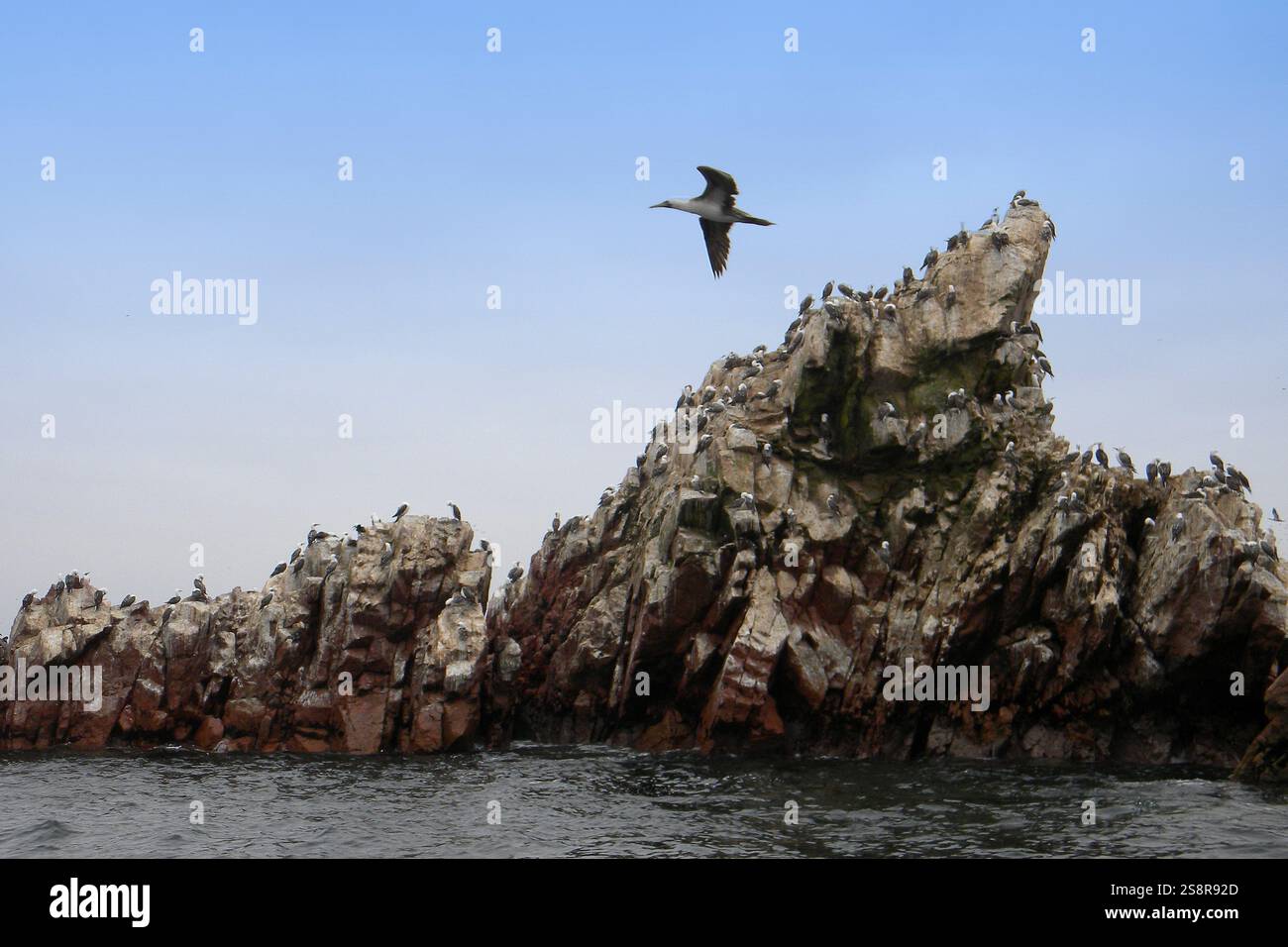 Ballestas Island. Peru Stock Photo - Alamy