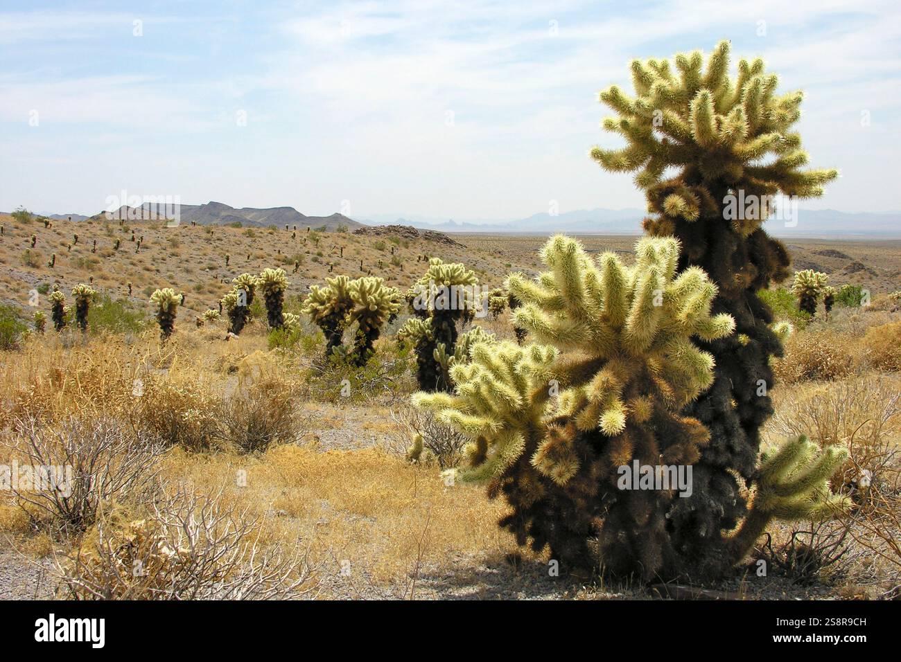 Arizona. United States of America Stock Photo - Alamy
