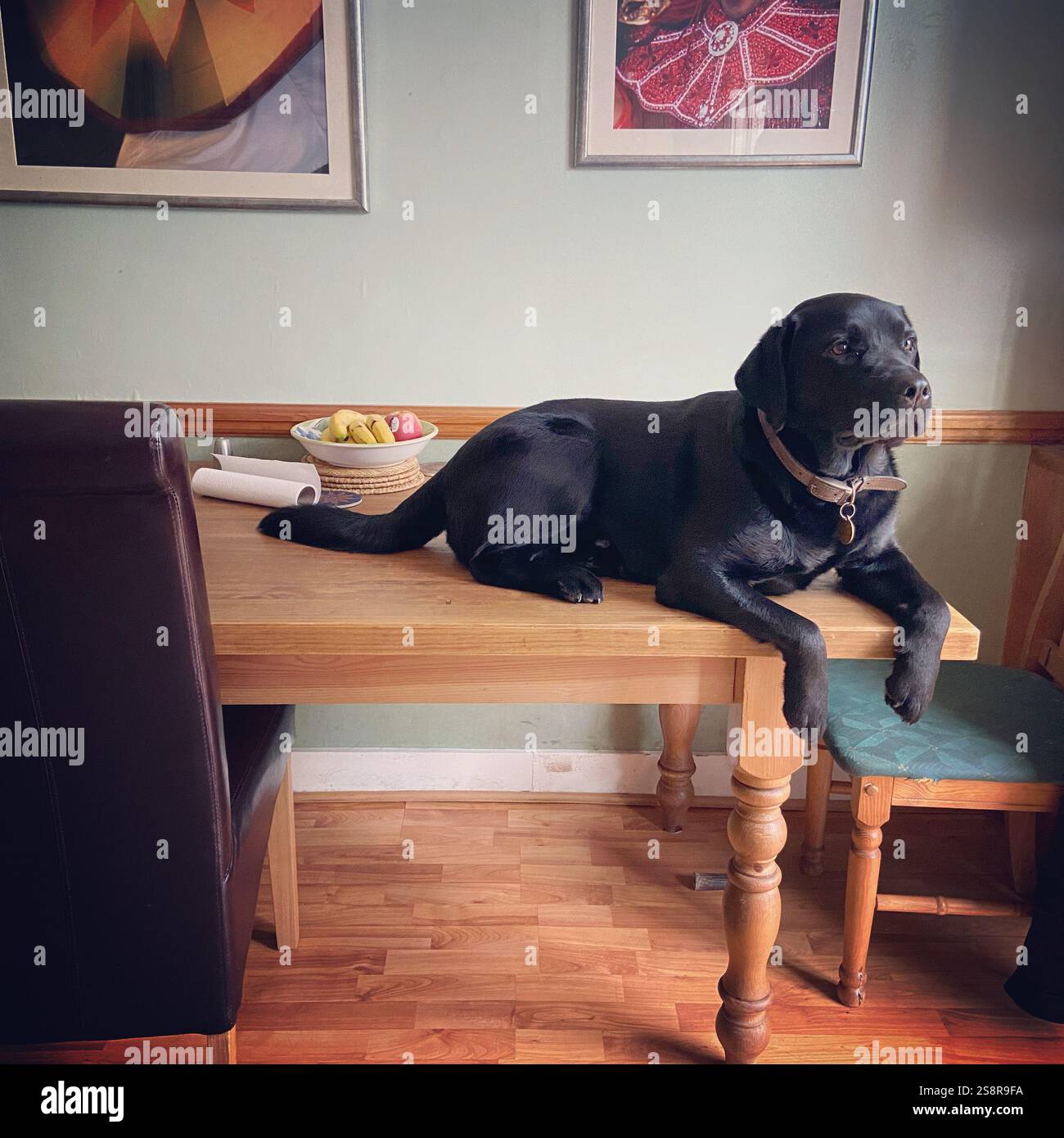 Labrador sitting at table hi-res stock photography and images - Alamy