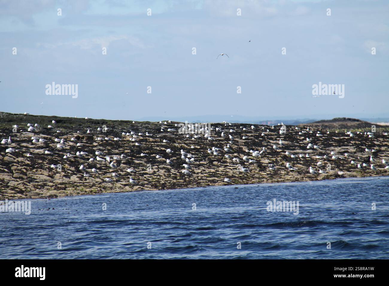 A Large Flock of Seabirds on a Rocky Ocean Shoreline Stock Photo - Alamy