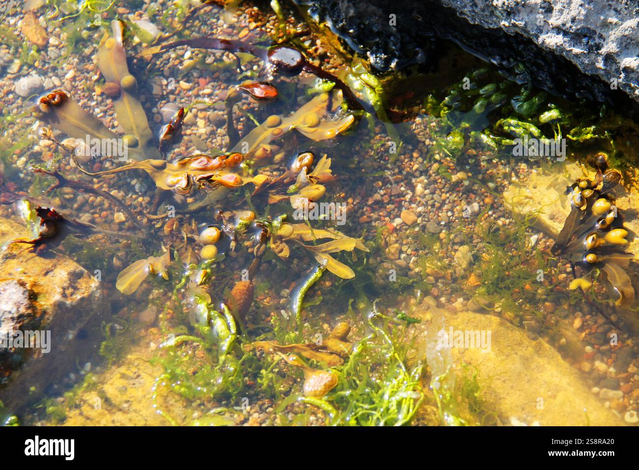 Marine Seaweed Growing in a Coastal Rock Pool Stock Photo - Alamy